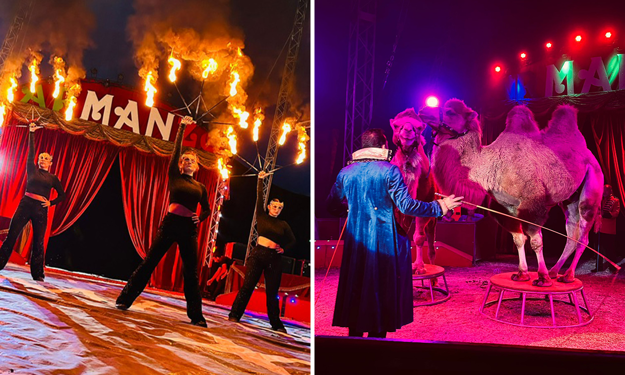 Cirque Armanzo, Billet d'entrée au cirque Armanzo : épargnez 41% à Charleroi avec Social Deal