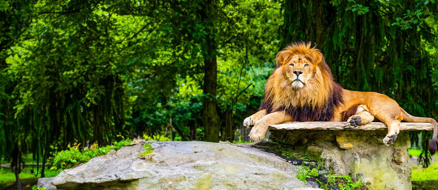 Met korting dieren spotten bij Pakawi Park via Social Deal